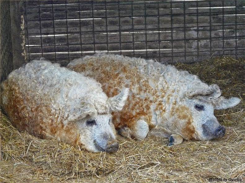 El cerdo mangalica - El último resquicio de lawaloca